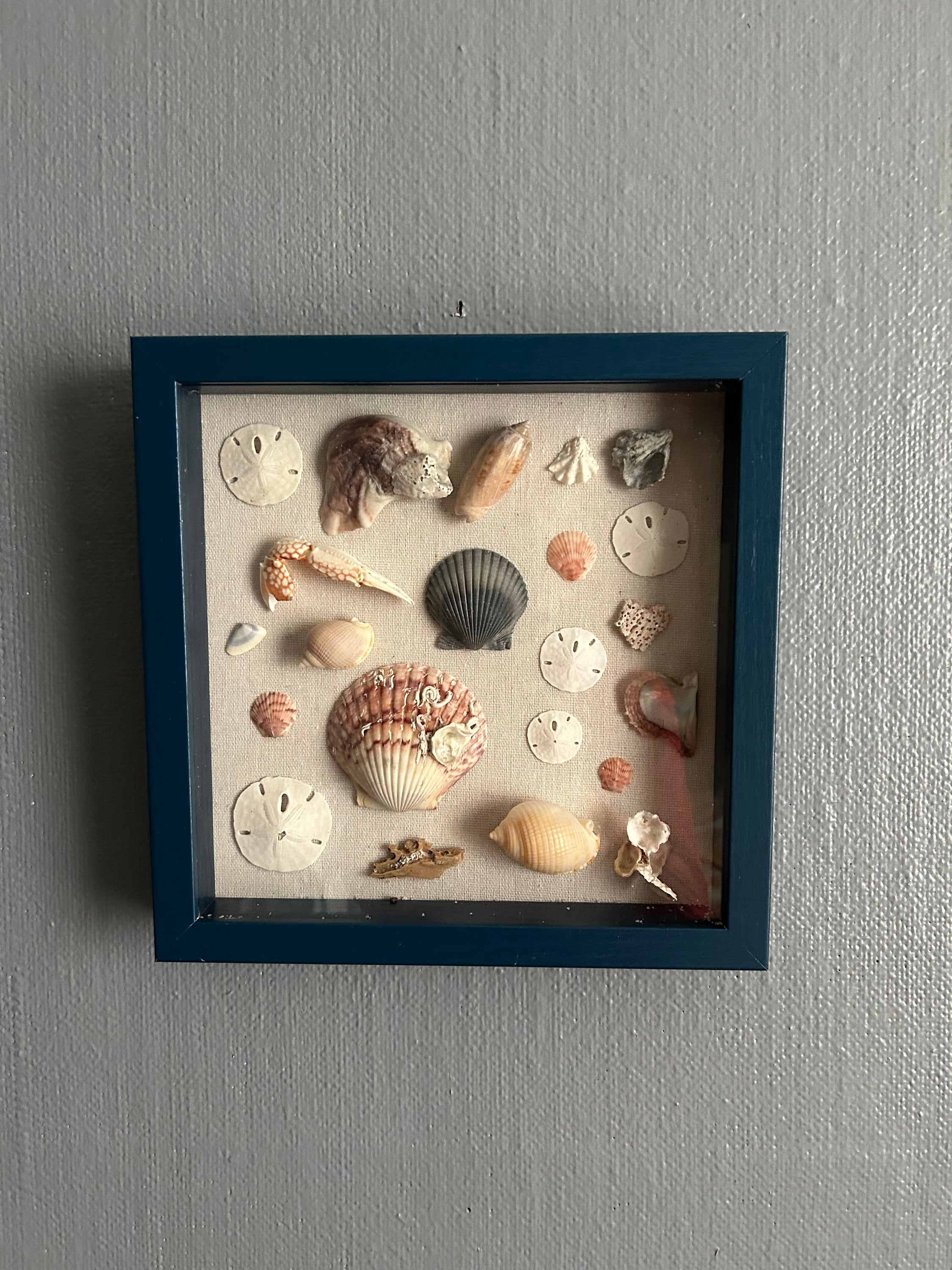 The Beach Comes Alive With Seashells and Sand Dollars Encased in a Blue ...
