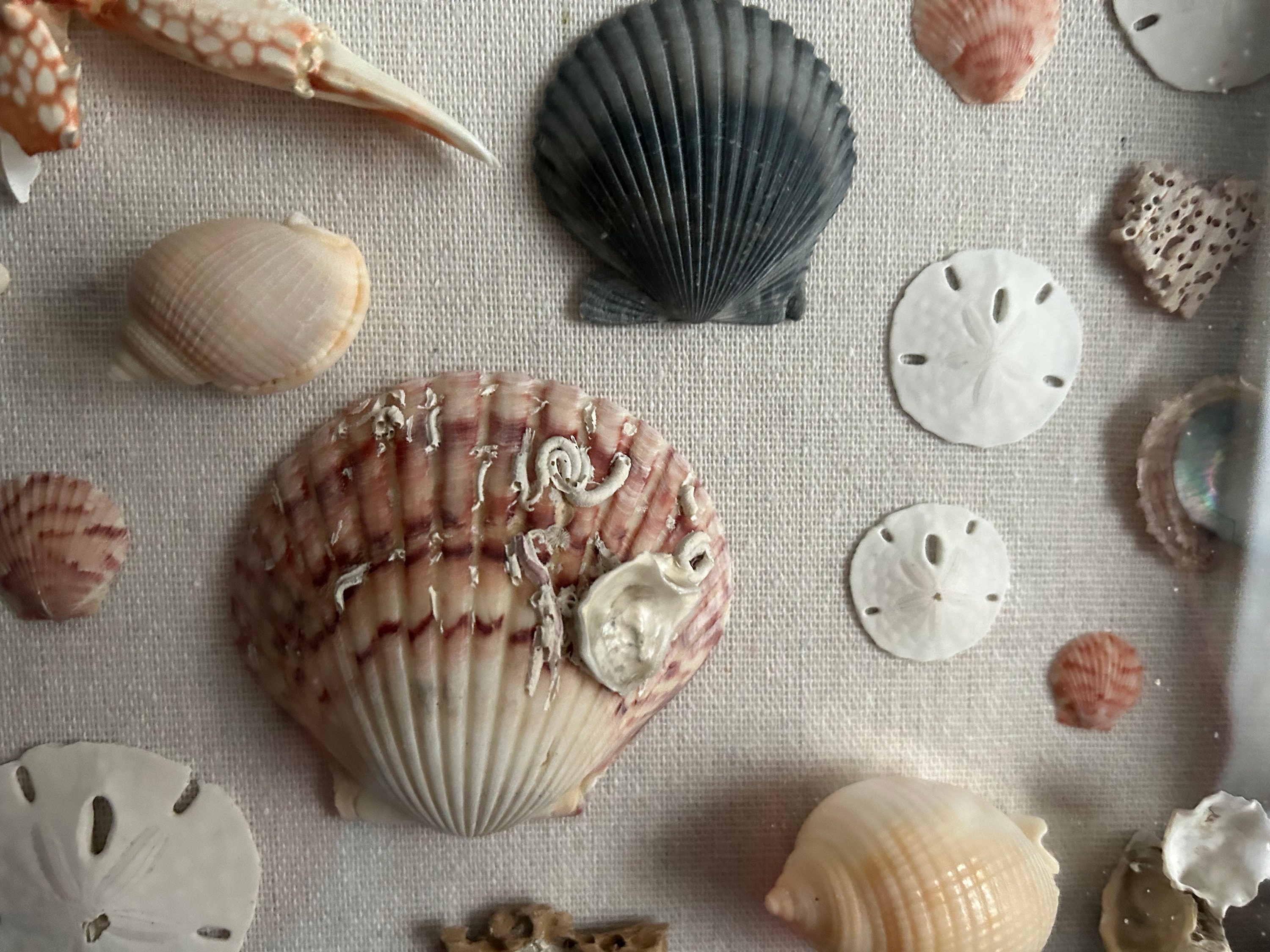 The Beach Comes Alive With Seashells and Sand Dollars Encased in a Blue ...