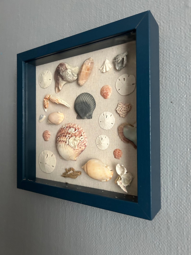 The Beach Comes Alive With Seashells and Sand Dollars Encased in a Blue ...