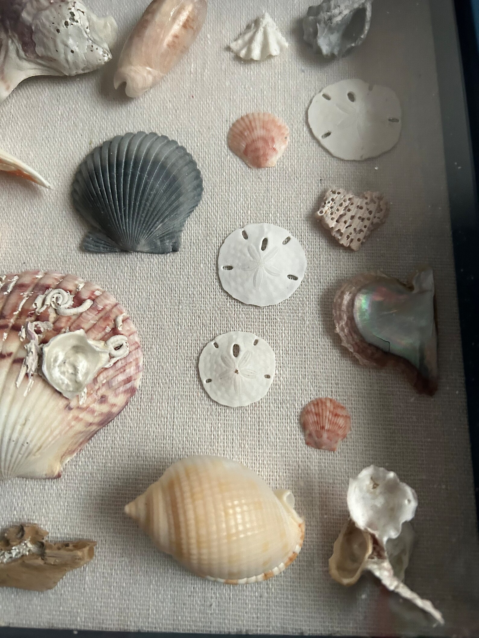 The Beach Comes Alive With Seashells and Sand Dollars Encased in a Blue ...