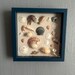The Beach Comes Alive With Seashells and Sand Dollars Encased in a Blue ...