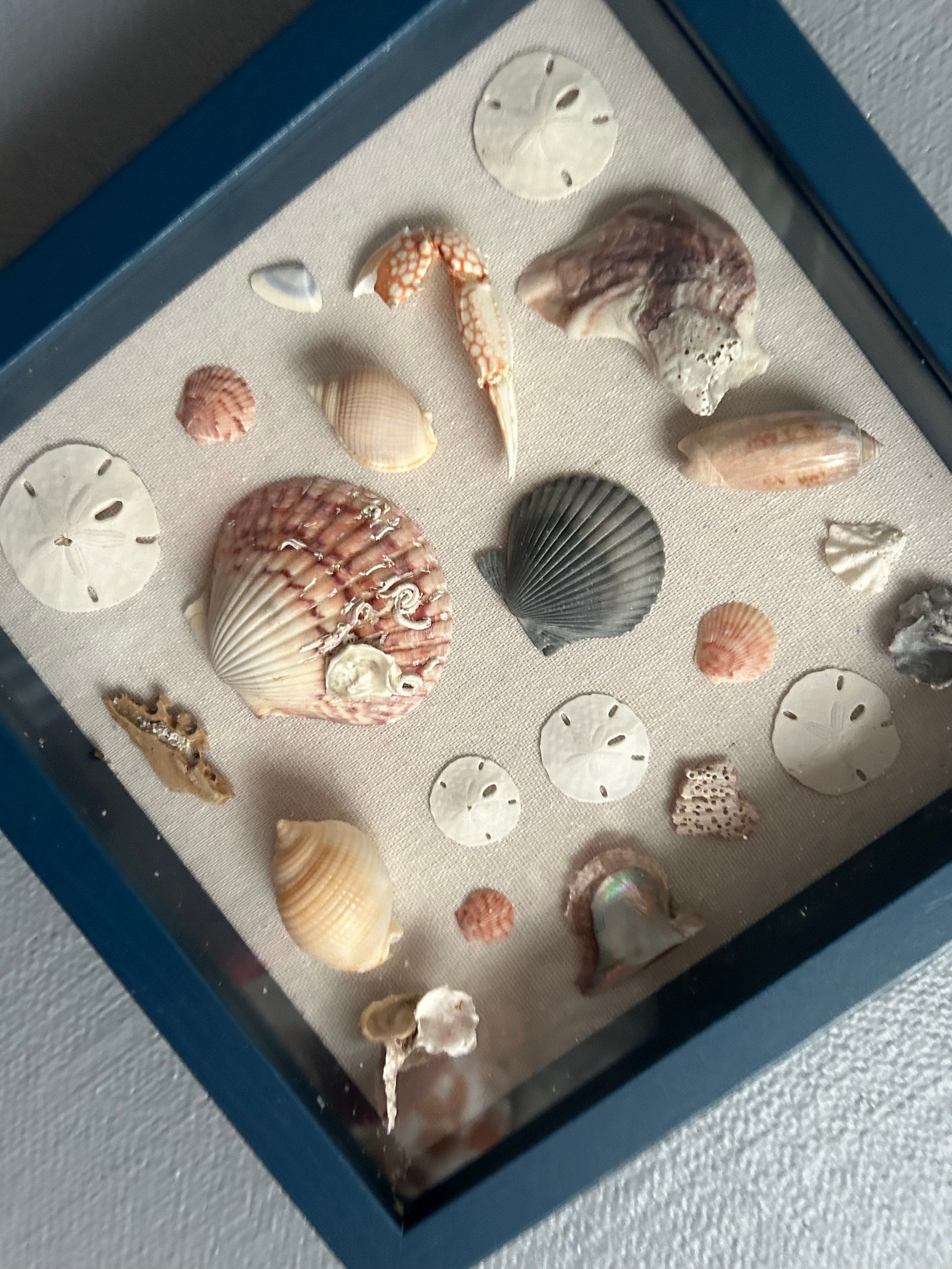 The Beach Comes Alive With Seashells and Sand Dollars Encased in a Blue ...