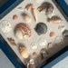 The Beach Comes Alive With Seashells and Sand Dollars Encased in a Blue ...
