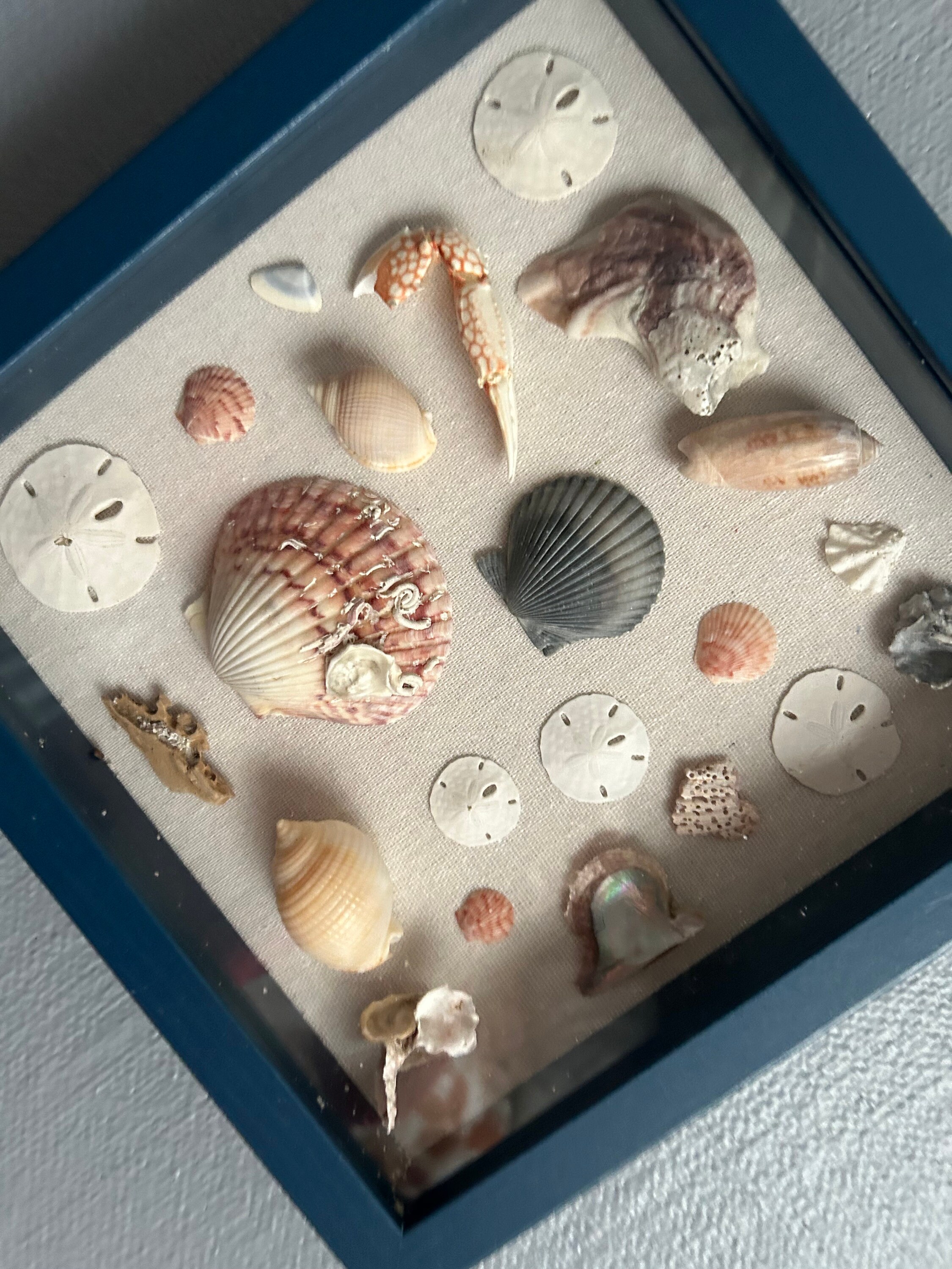 The Beach Comes Alive With Seashells and Sand Dollars Encased in a Blue ...