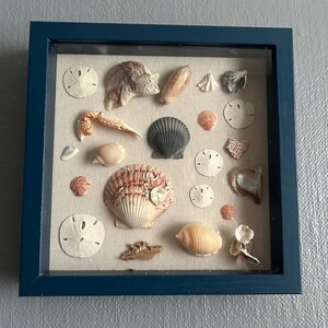 The Beach Comes Alive With Seashells and Sand Dollars Encased in a Blue ...