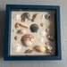 The Beach Comes Alive With Seashells and Sand Dollars Encased in a Blue ...
