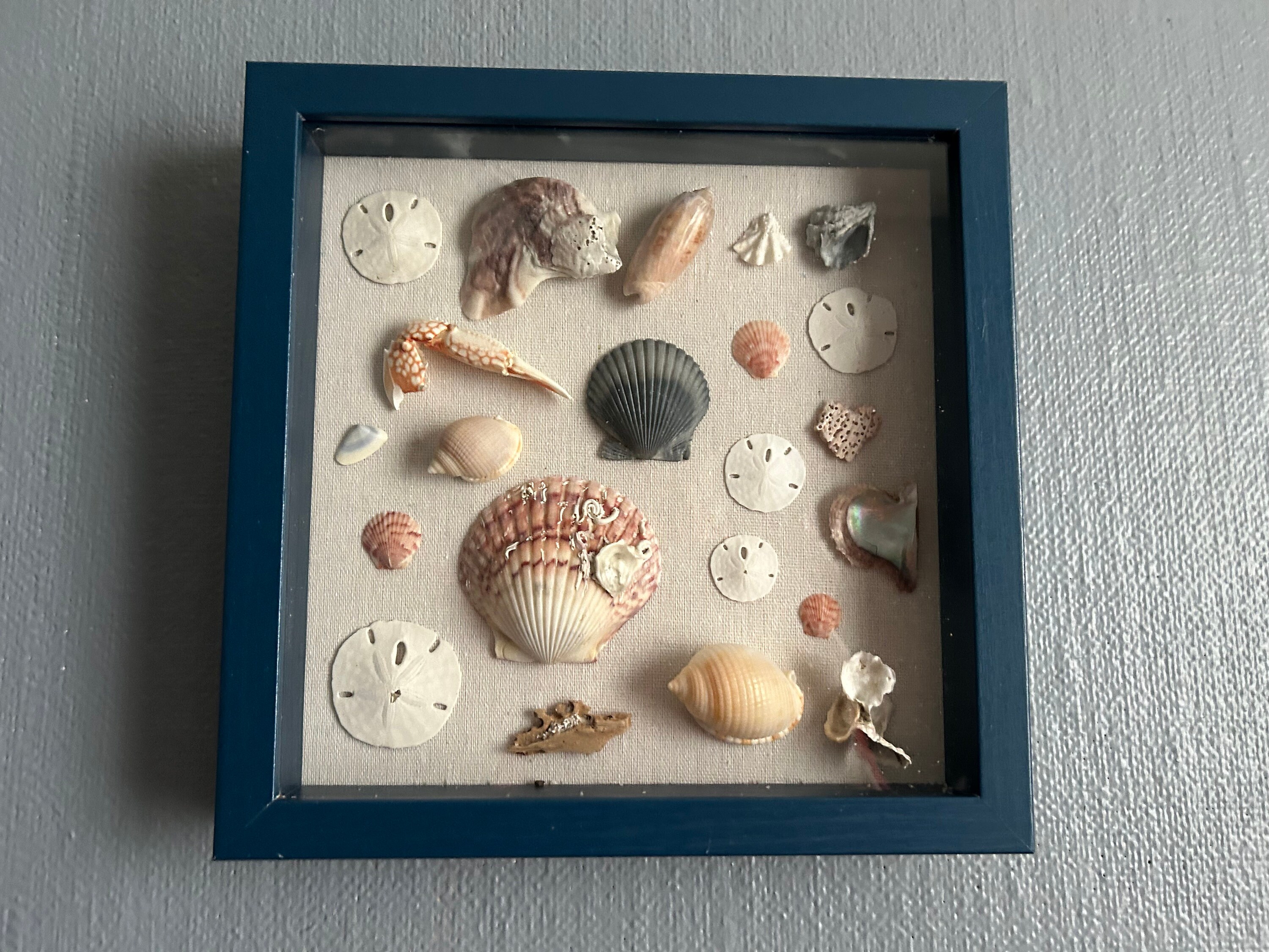 The Beach Comes Alive With Seashells and Sand Dollars Encased in a Blue ...