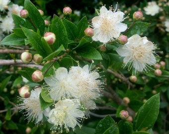 Common Myrtle - Etsy