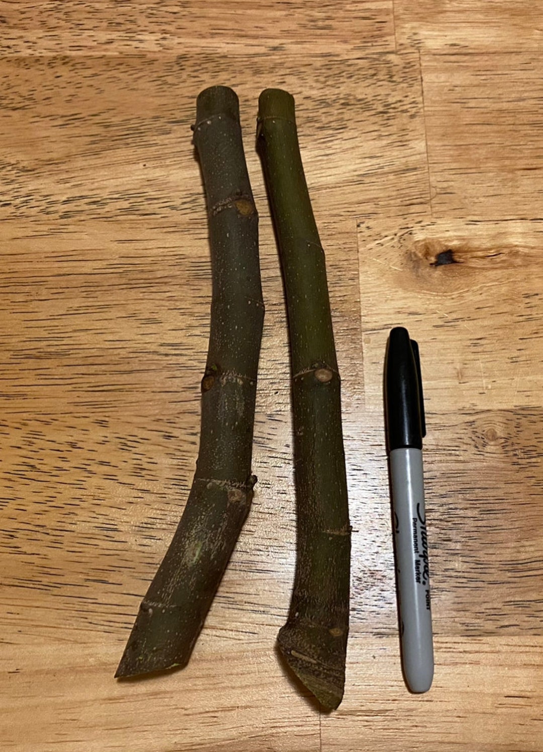 Smith Fig Tree Cuttings (x2) HEIRLOOM CULTIVAR - Etsy