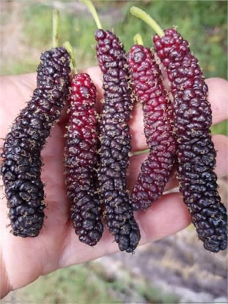 Pakistan Mulberry Tree Cuttings (x10) - Etsy