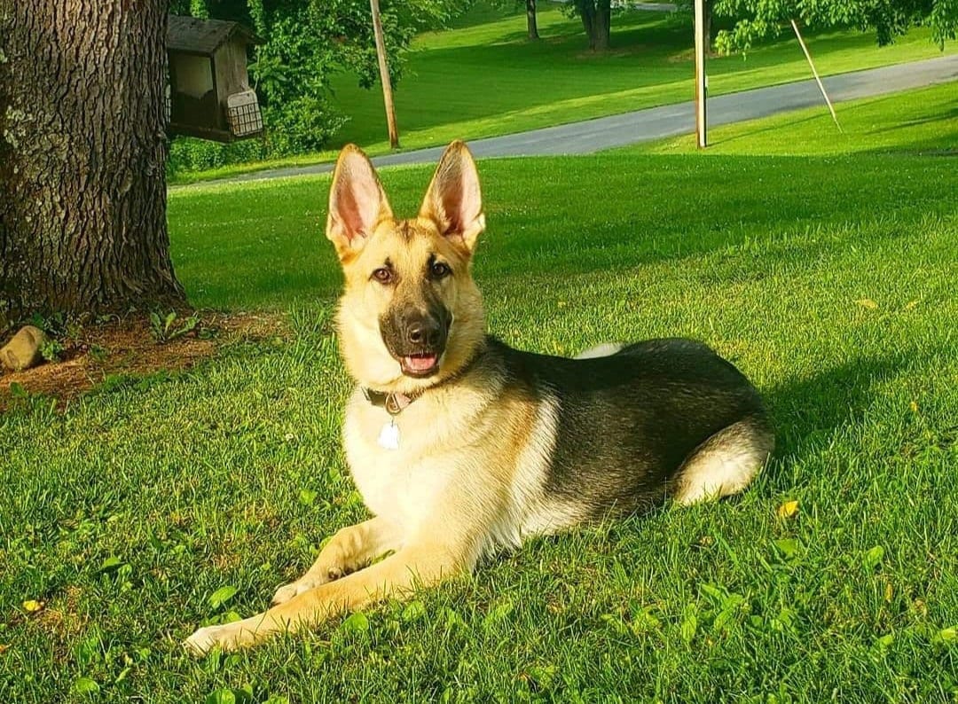 Custom Pet Coaster, Laser Engraved Pet Coasters, Slate Coasters With ...