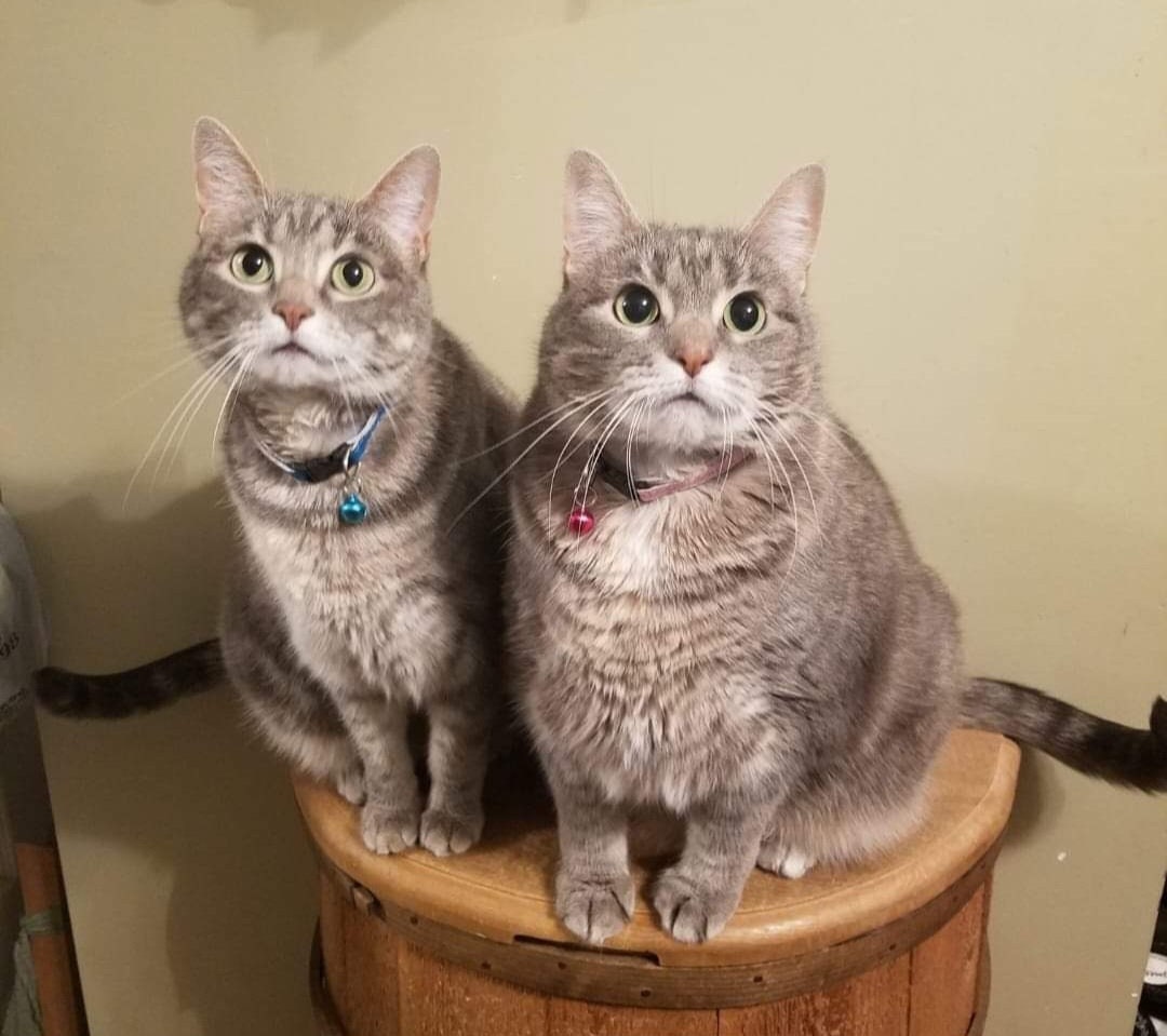 Custom Pet Coaster, Laser Engraved Pet Coasters, Slate Coasters With ...