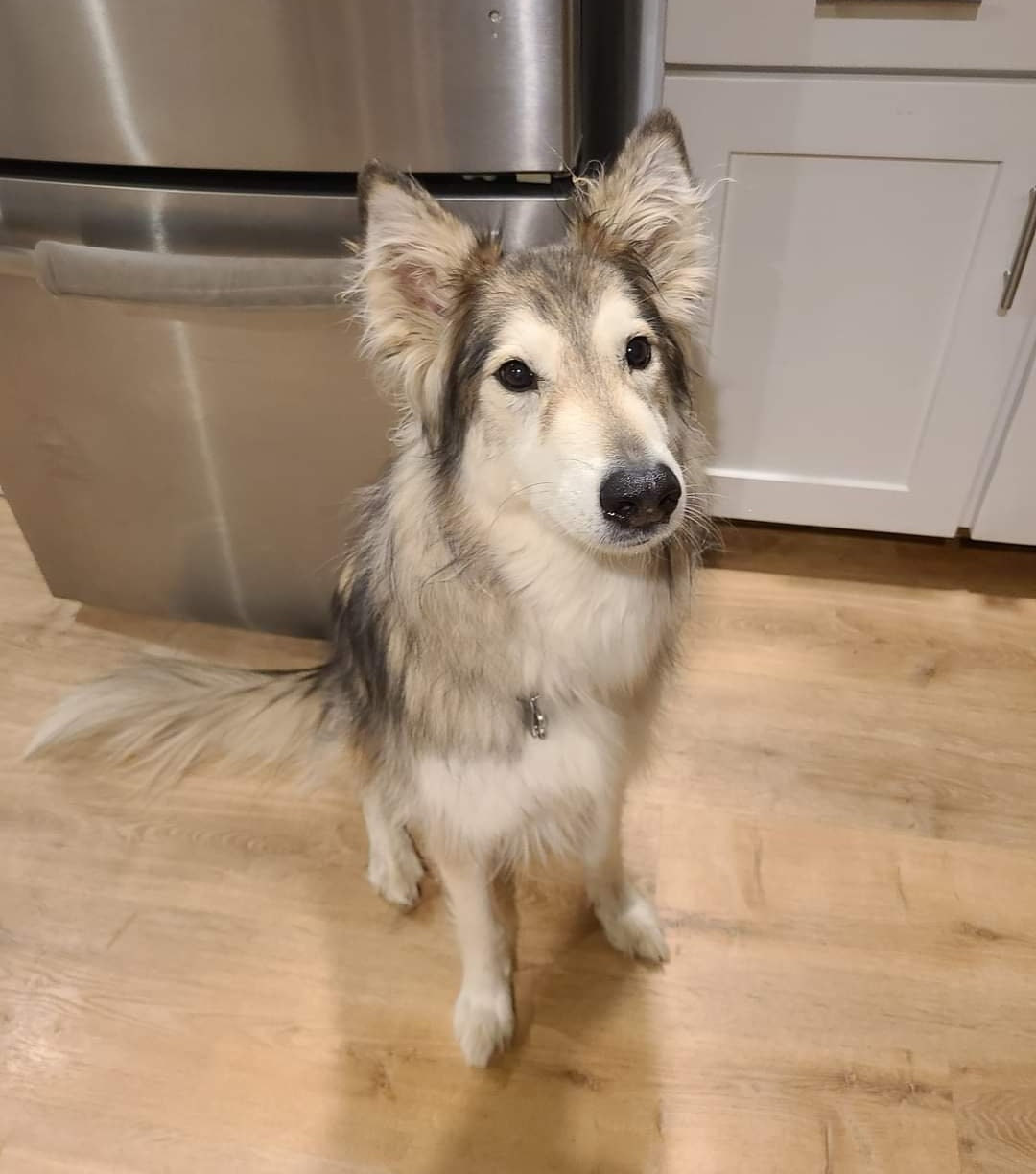 Custom Pet Coaster, Laser Engraved Pet Coasters, Slate Coasters With ...