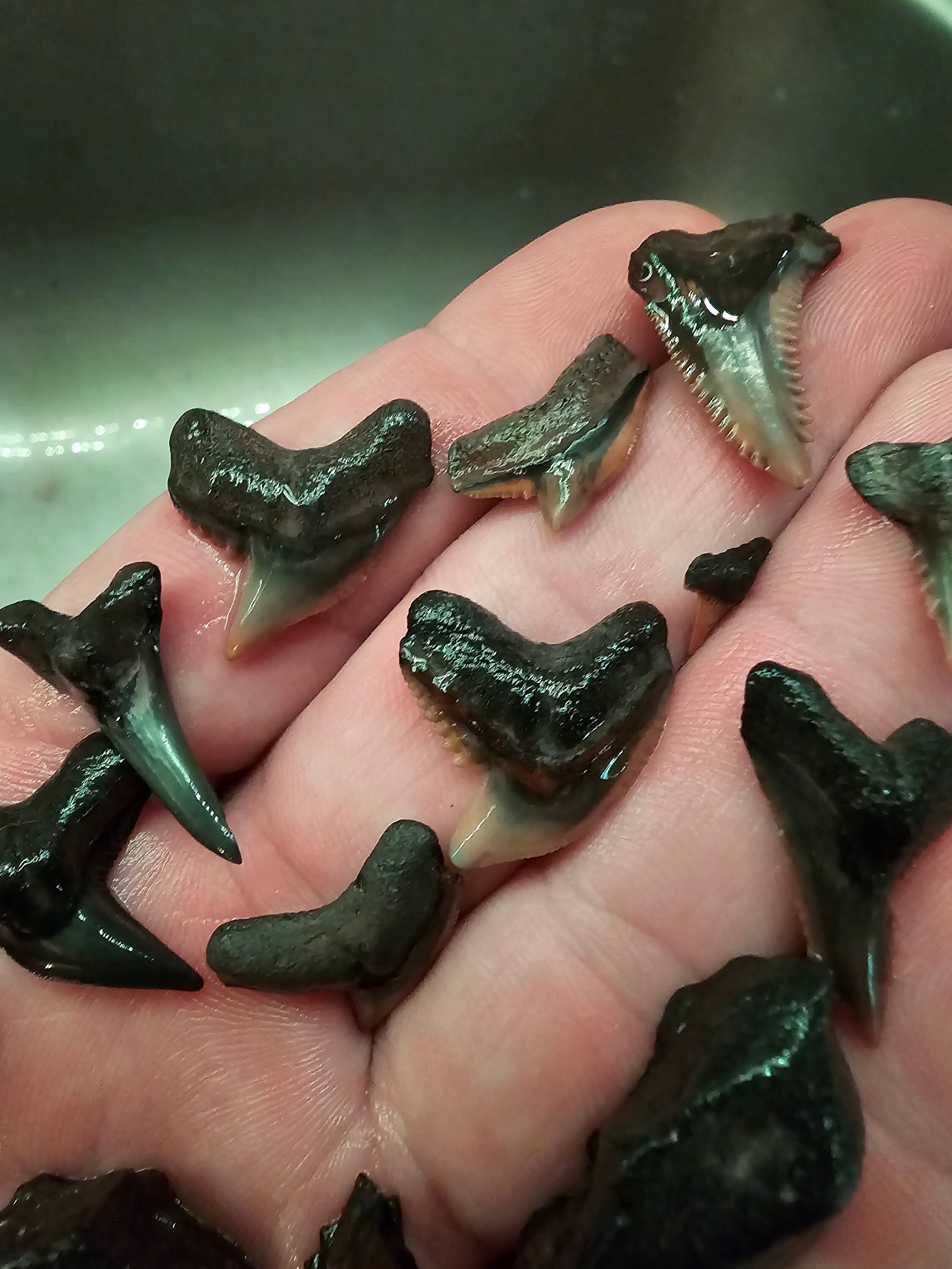 Holiday Stocking Stuffer Shark Teeth Kit - Etsy