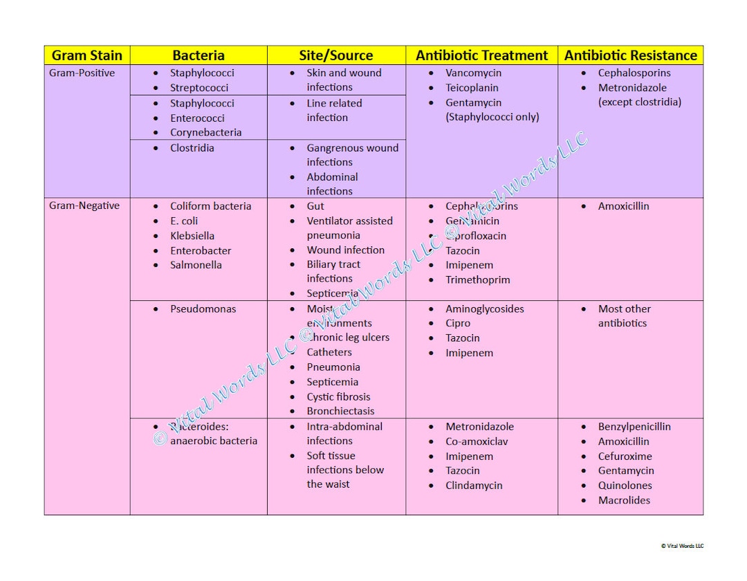 Types Of Bacteria Chart