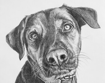 Custom Graphite Portrait of a Pet - Etsy