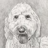 Custom Graphite Portrait of a Pet - Etsy