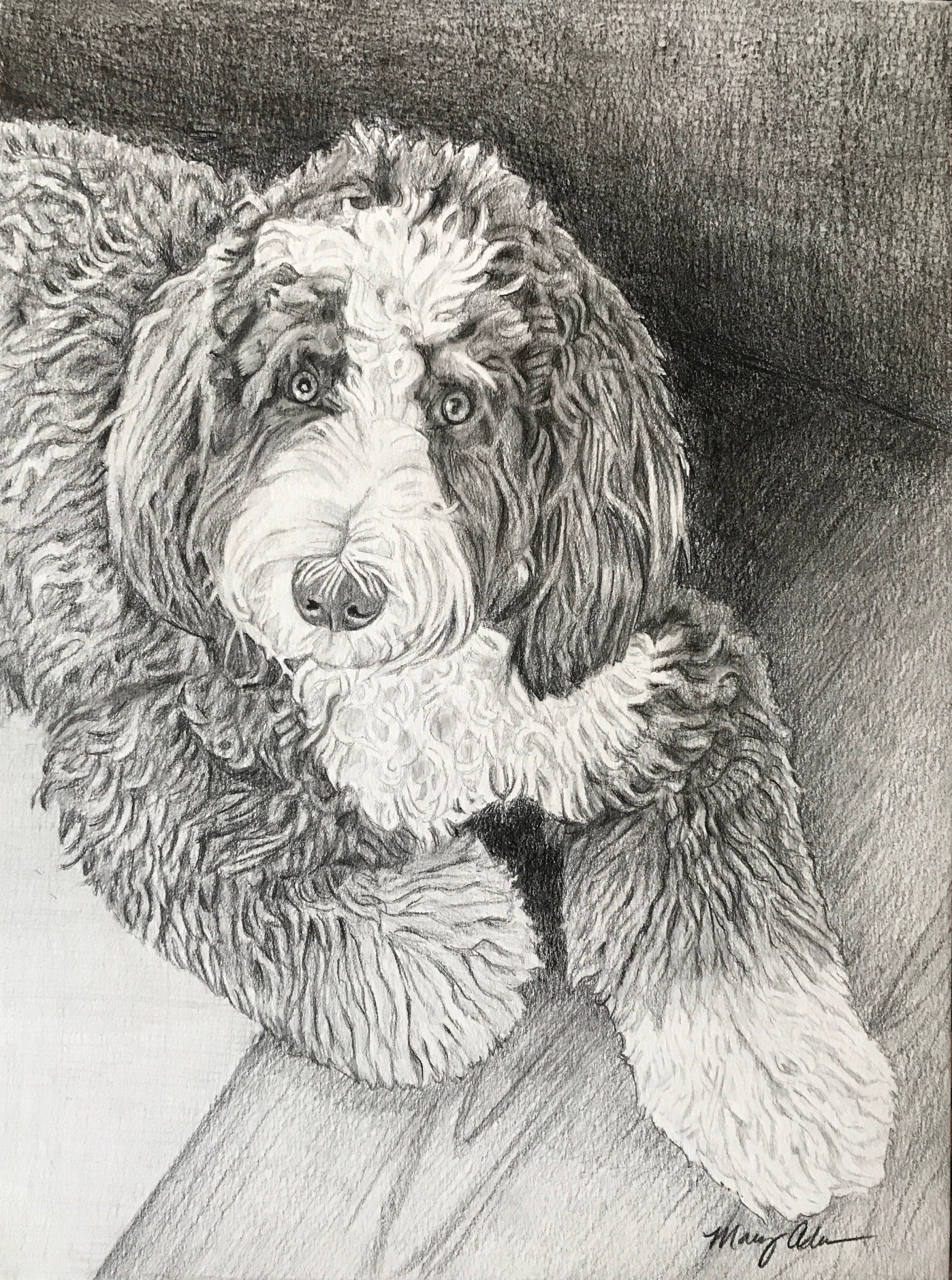 Custom Graphite Portrait of a Pet - Etsy