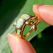 Gold Manta Ray Ring 925 Sterling Silver With 18k Gold Overlay, Twin ...