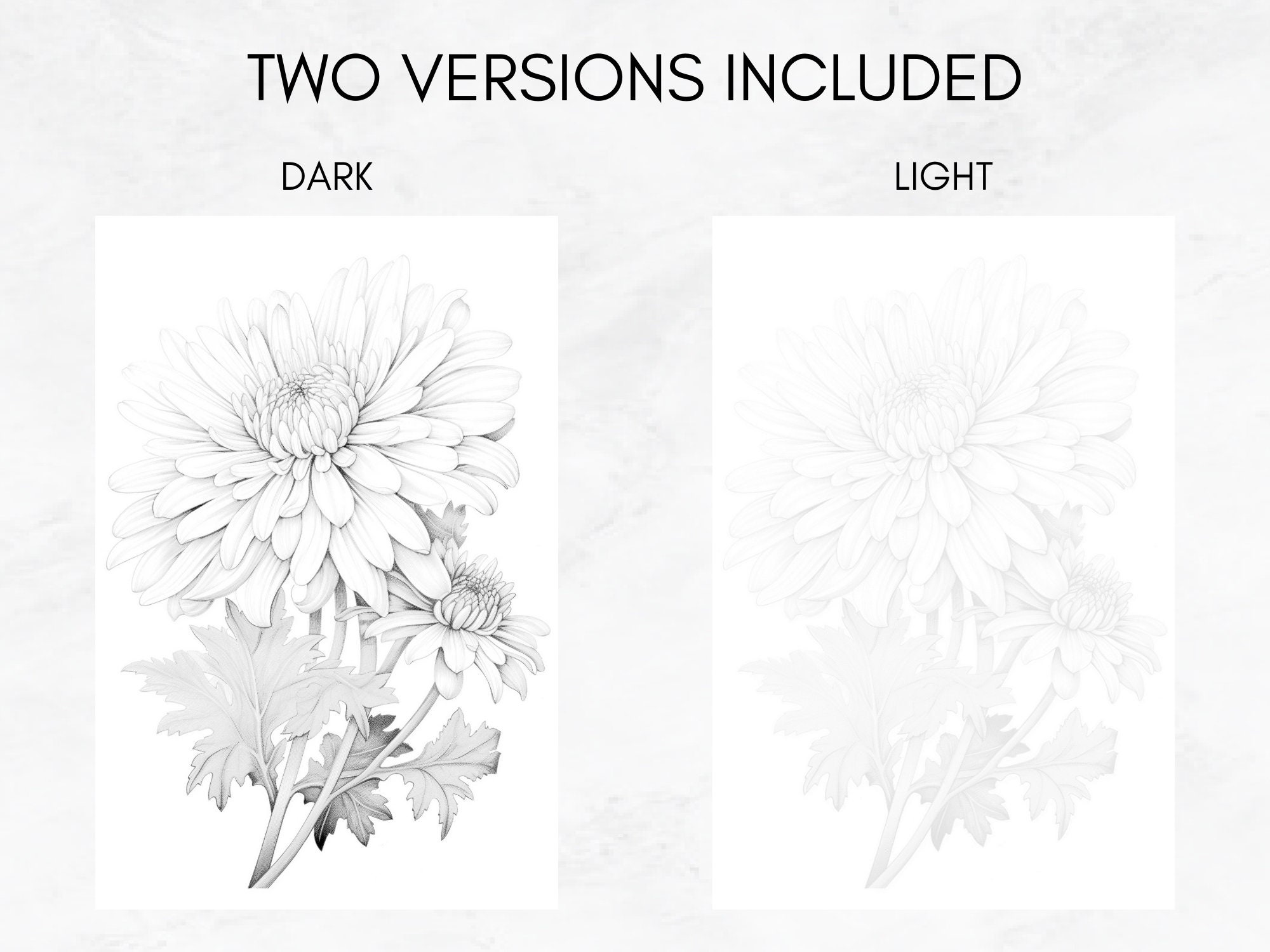 24 Coloring Pages Chrysanthemum Coloring Book for Adults - Etsy