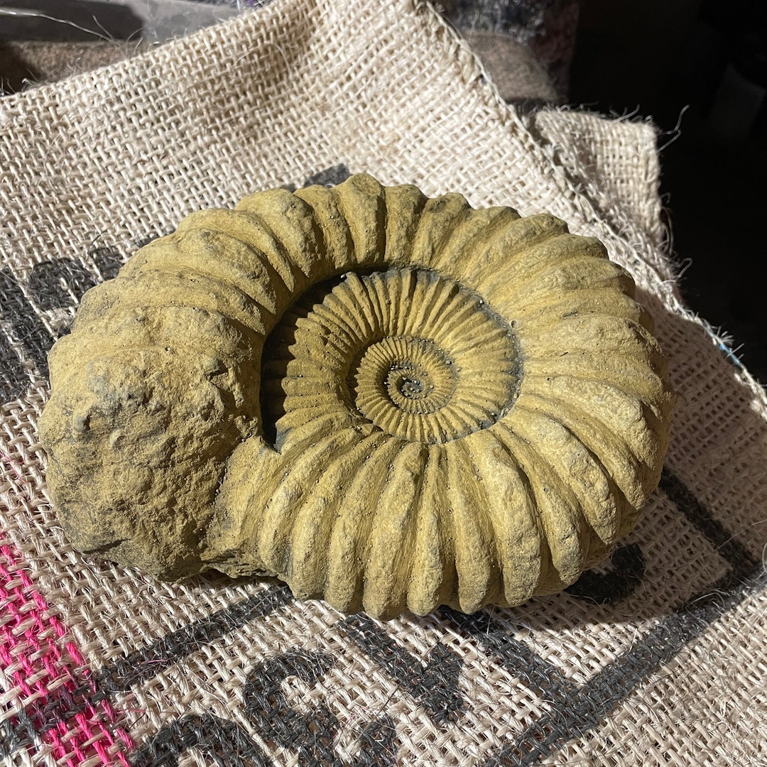 Aged Grand Tour Natural History Sculpture - A Faux Jurassic Ammonite ...