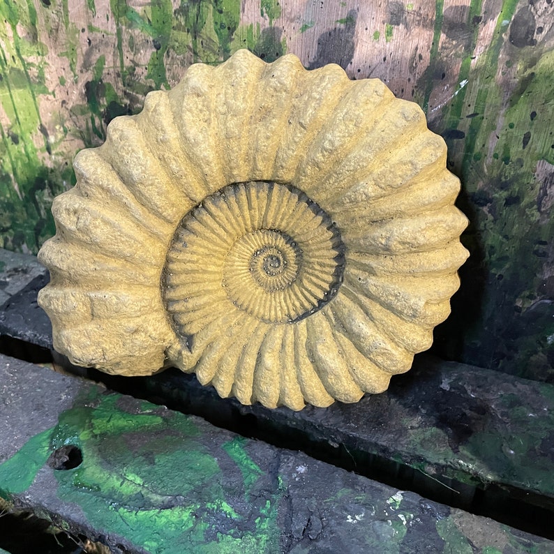 Aged Grand Tour Natural History Sculpture - A Faux Jurassic Ammonite ...