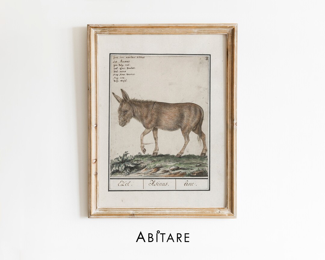 Vintage Donkey Drawing Antique Donkey Print INSTANT DIGITAL DOWNLOAD ...