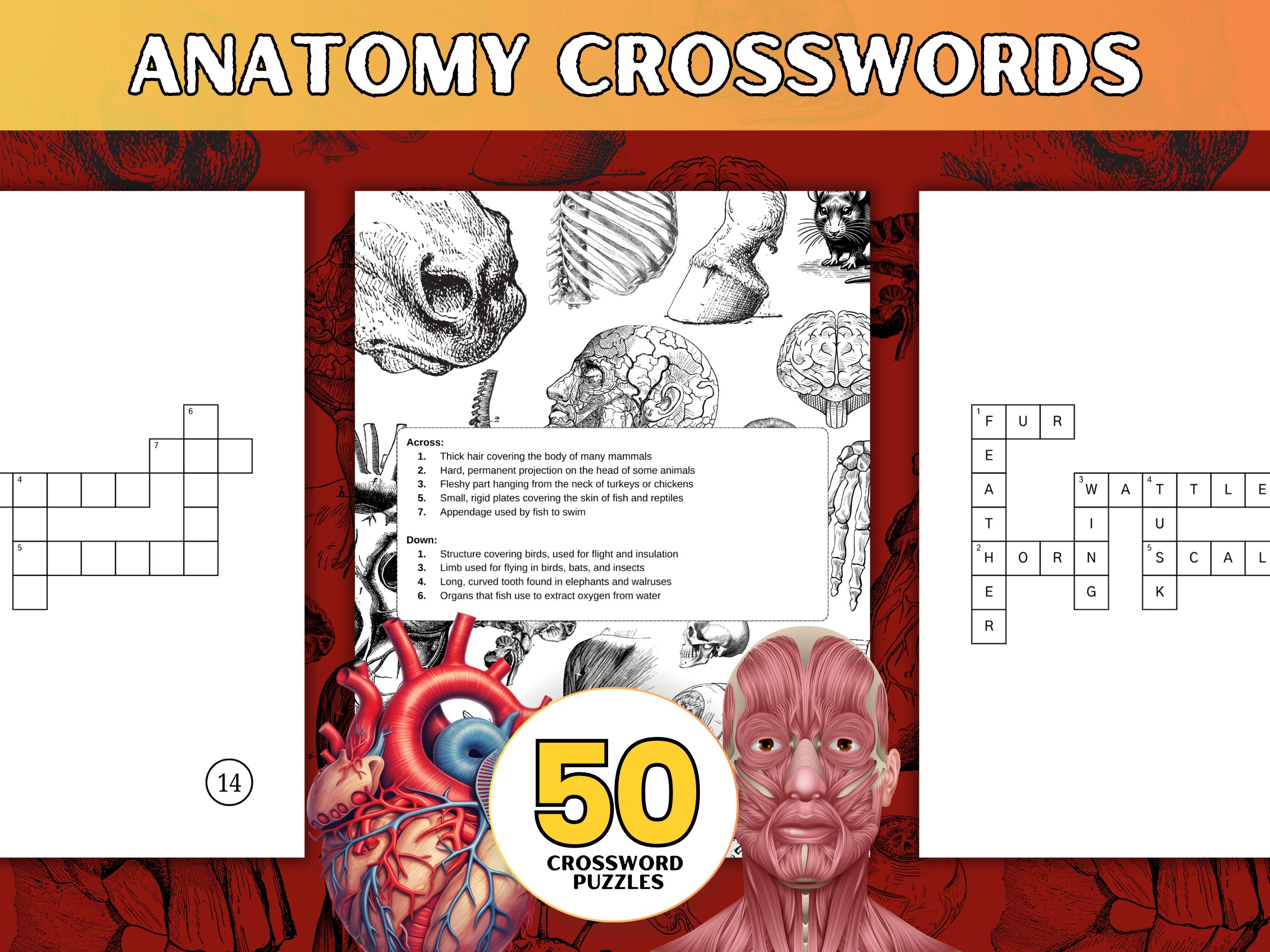 Anatomy Crossword Puzzles Printable Word Search Puzzles Human Anatomy