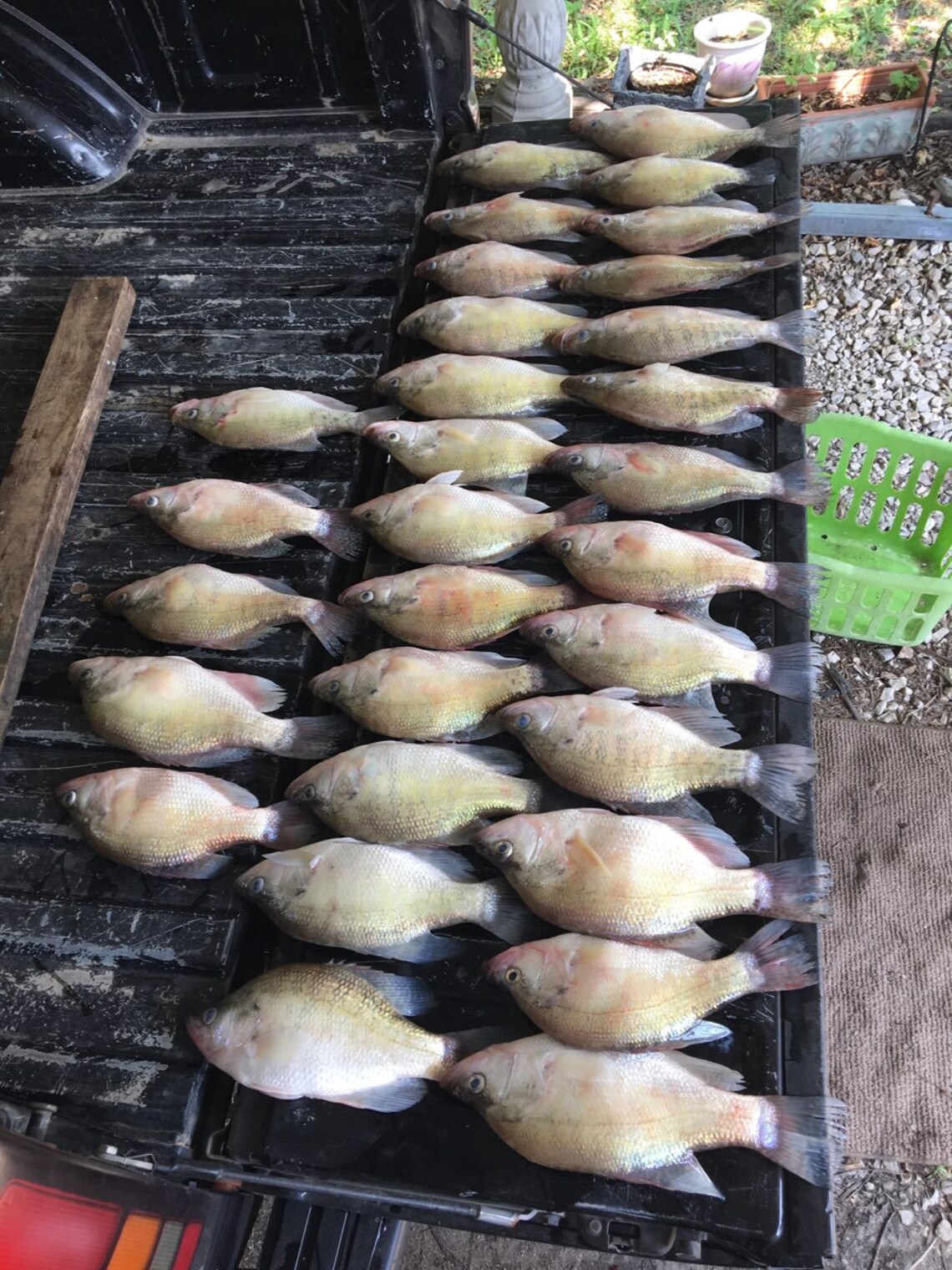 Crappie Jig - Gold Digger - Etsy