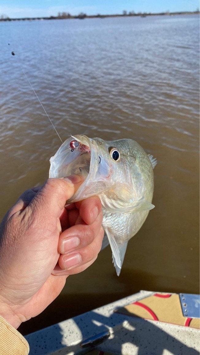 Crappie Jig - Bleeding Shad - Etsy