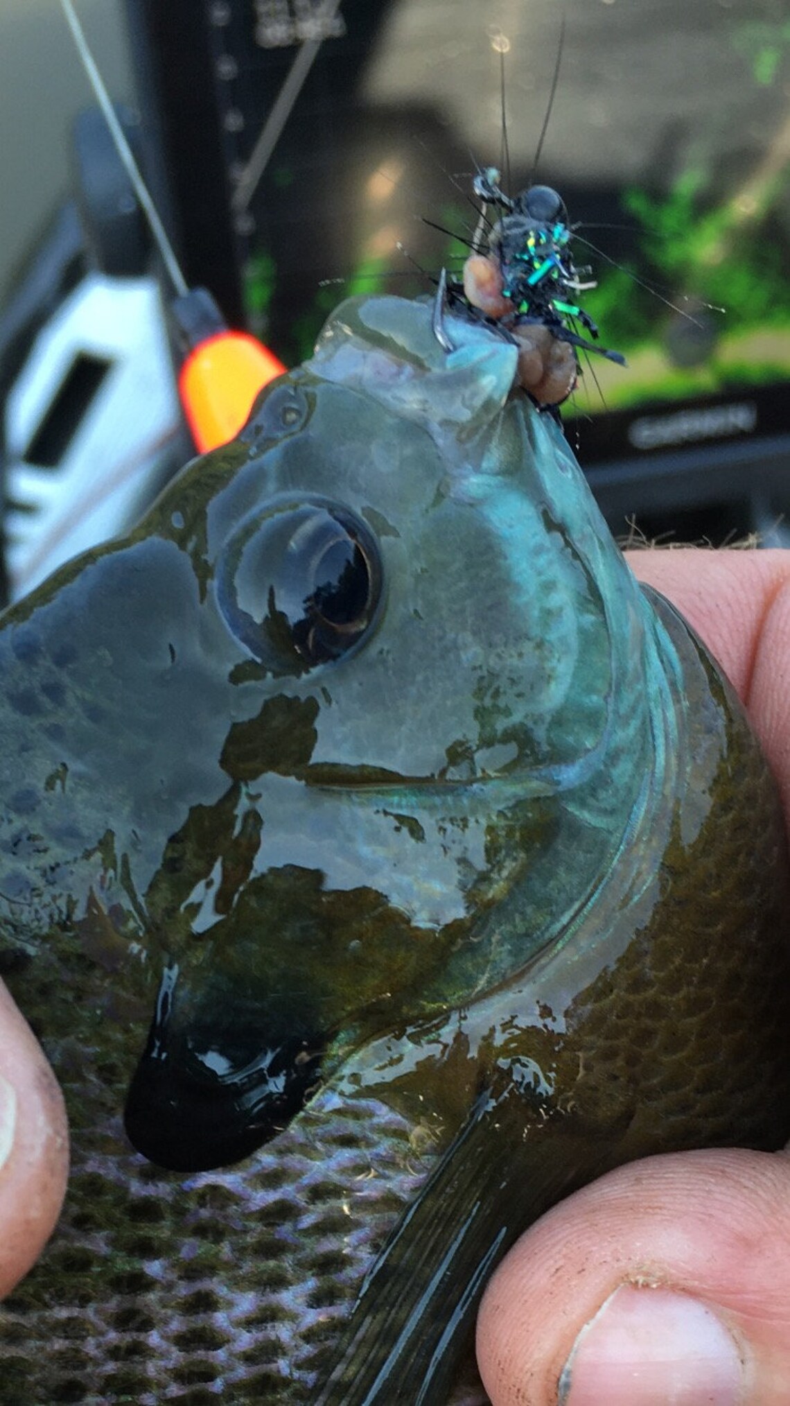 Bream Jig "water Bug" for Bluegills - Etsy