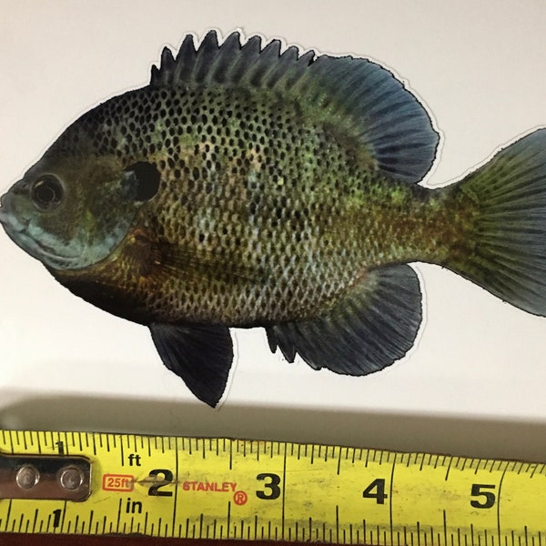 Bluegill Decal - Etsy