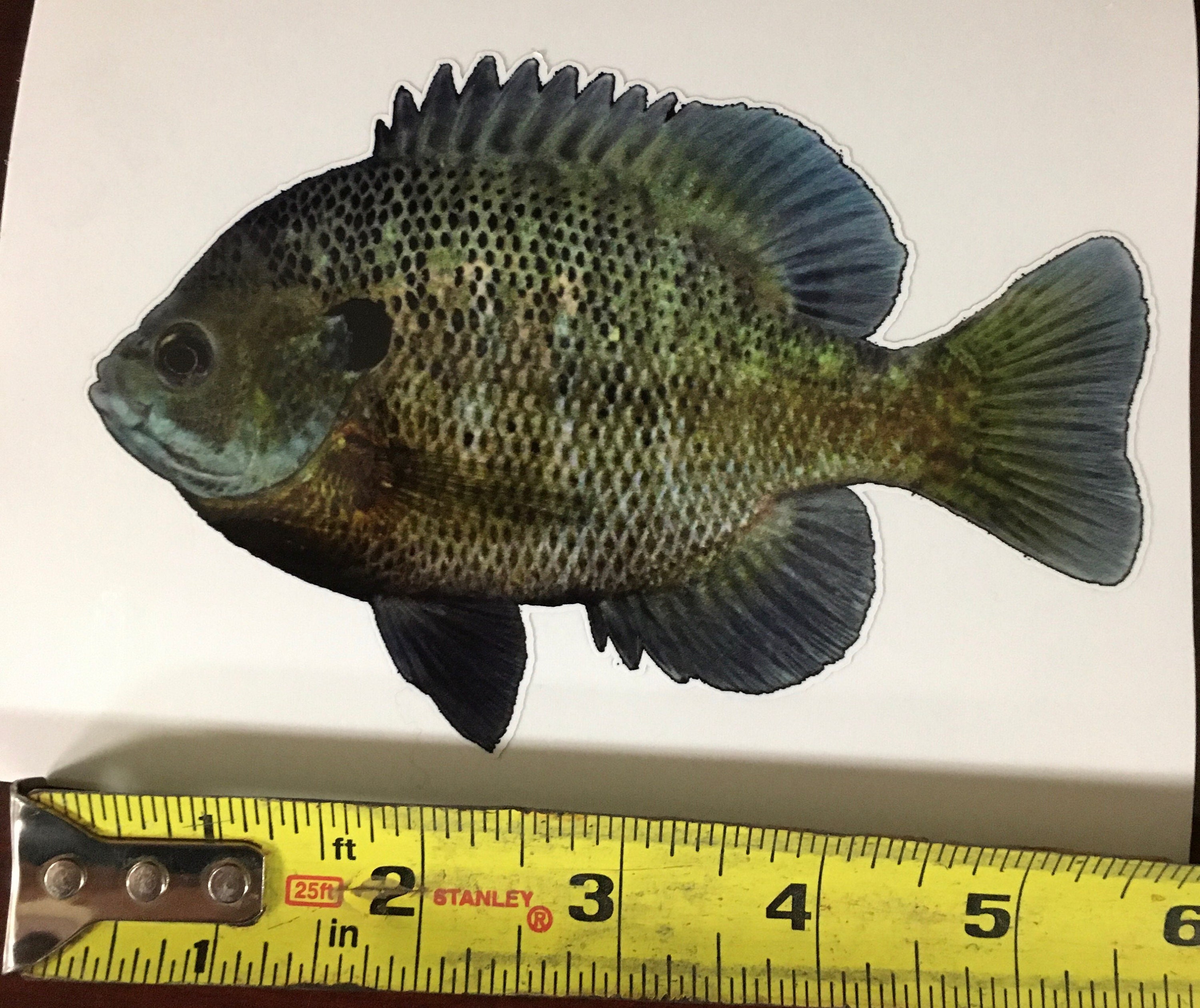 Bluegill Decal - Etsy
