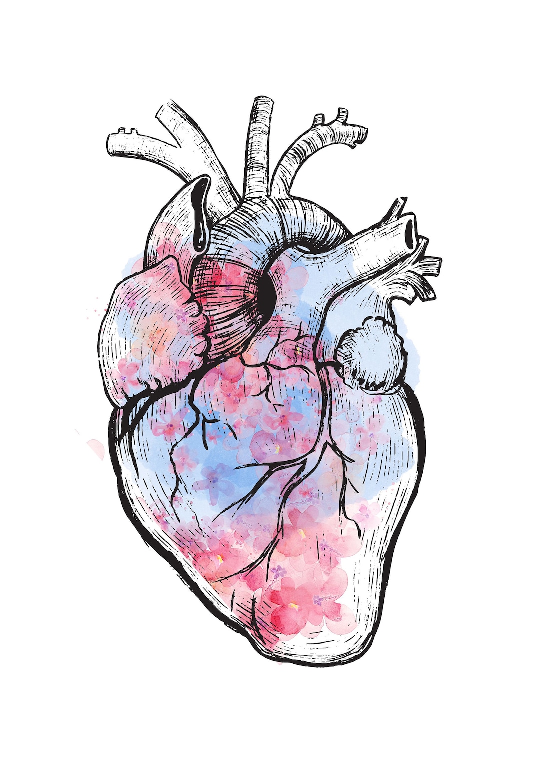 Anatomical Heart in Watercolor- Digital Download - PNG, SVG, JPEG - Etsy