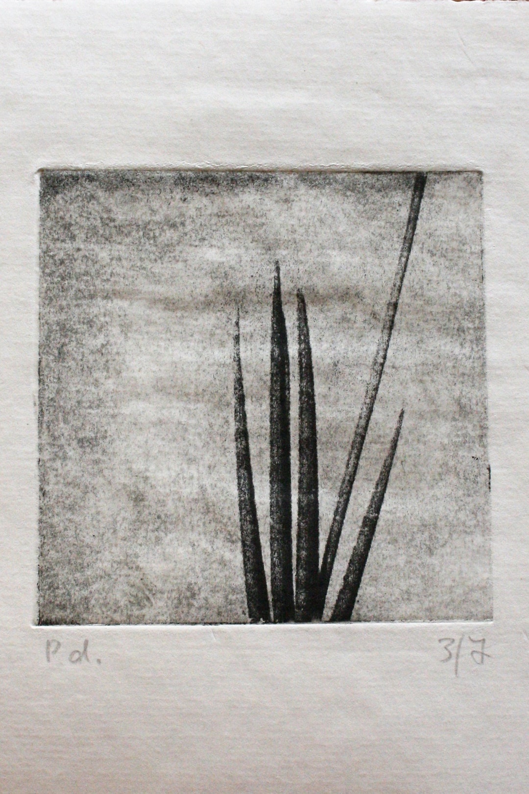Photo Etching, Etching sanseveria, Print, Print, Aquatint, Art, Plant ...
