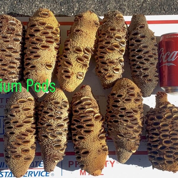 Banksia Pod - Etsy