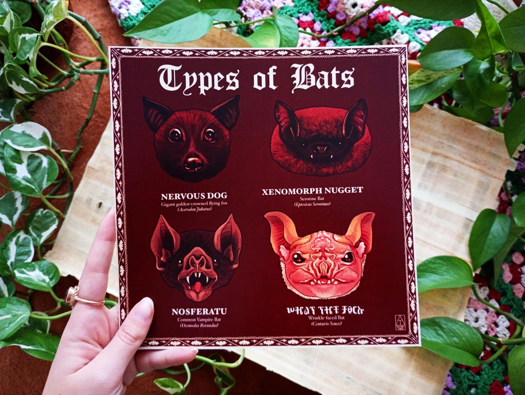 Funny Bat Species Poster Types of Bats Art Citters Illustration for ...