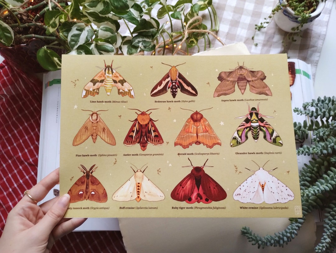 Moths of Finland Art Print Moths Species Scientific Poster Entomology ...