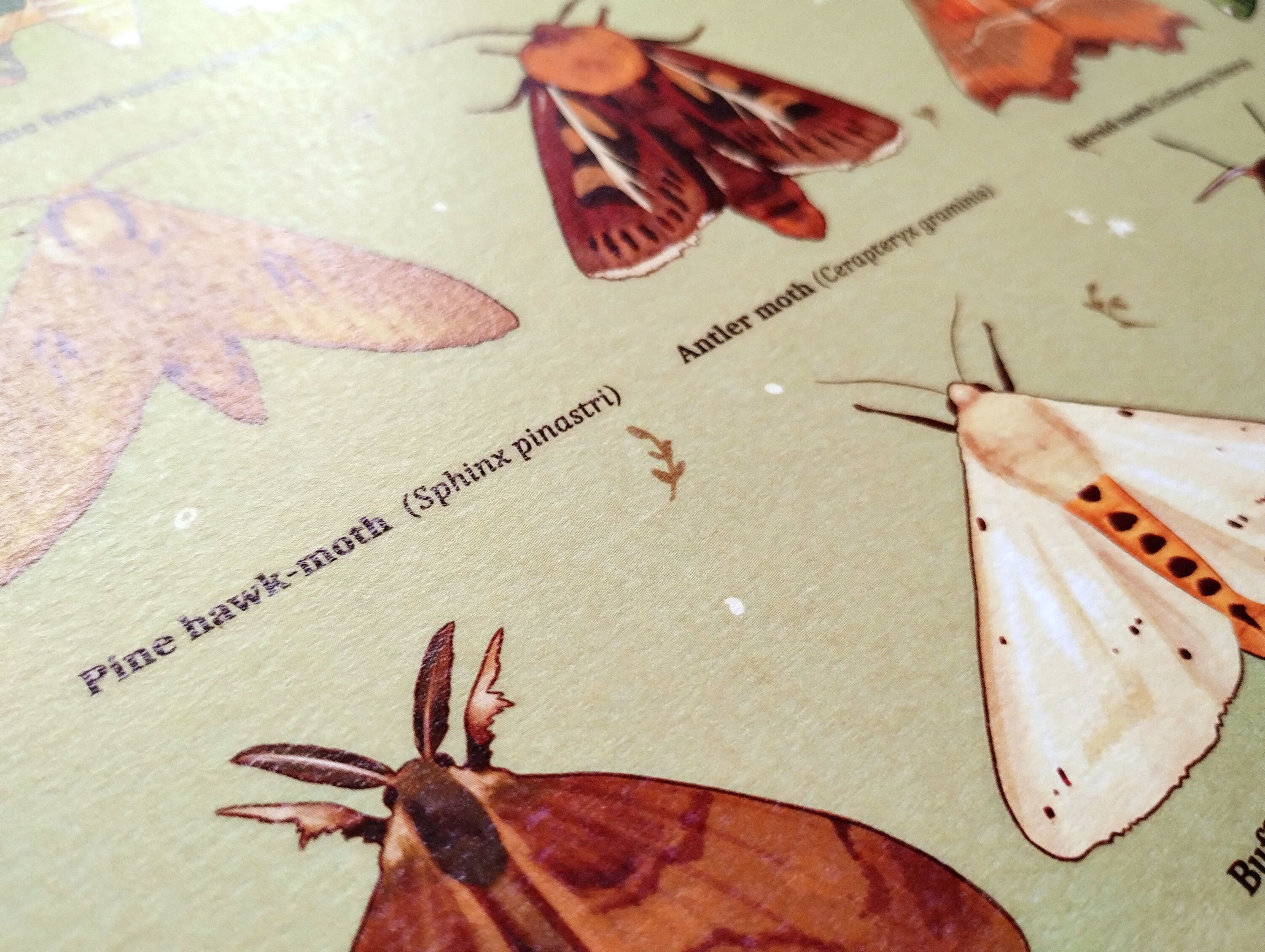 Moths of Finland Art Print Moths Species Scientific Poster Entomology ...