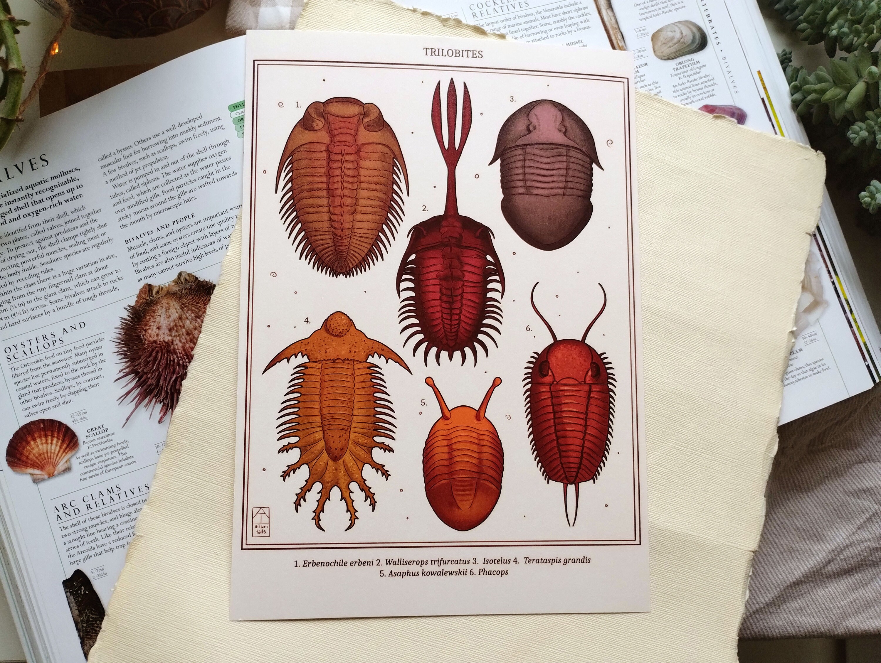 Trilobites Art Print Cambrian Era Animals Species Scientific Poster ...