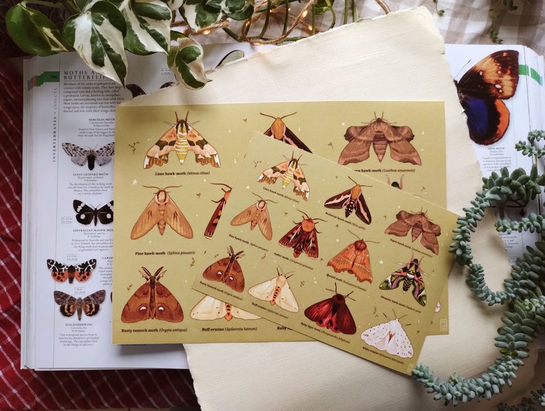 Moths of Finland Art Print Moths Species Scientific Poster Entomology ...