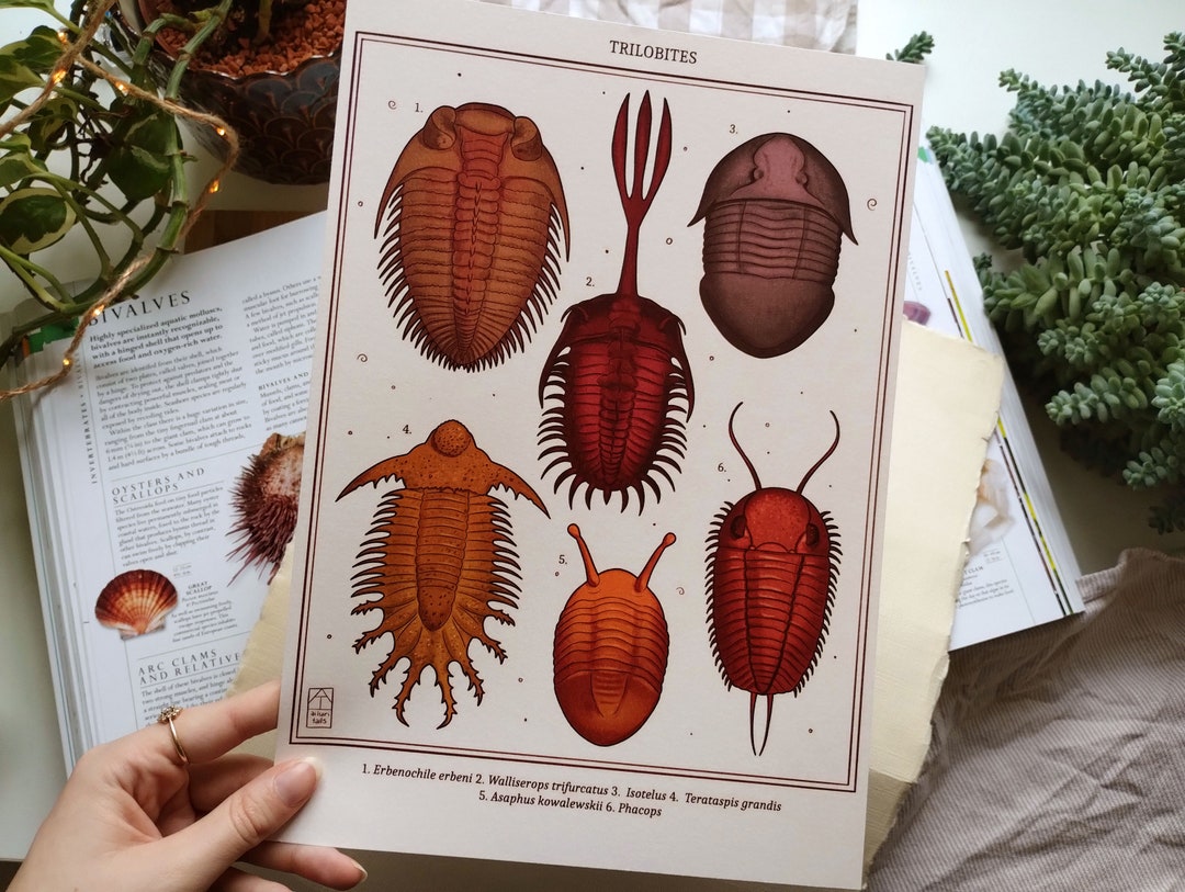 Trilobites Art Print Cambrian Era Animals Species Scientific Poster ...