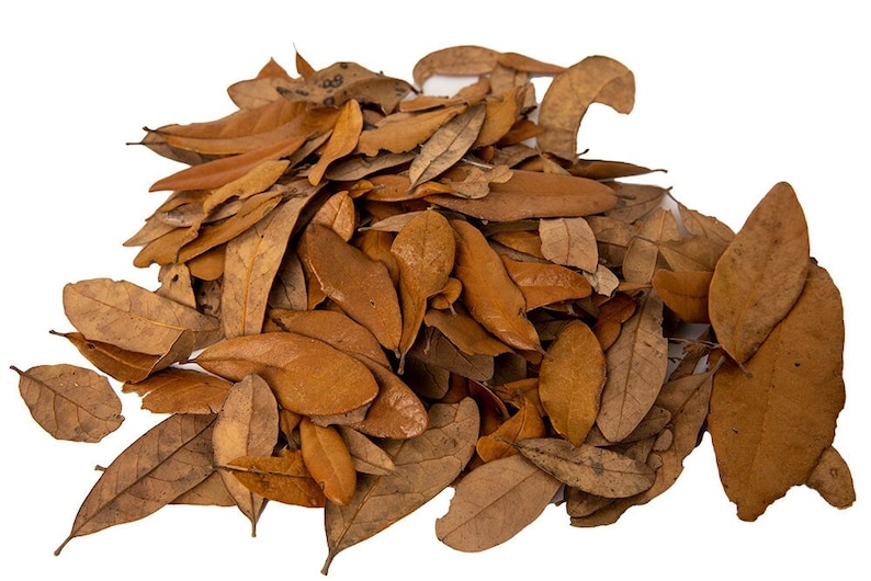 Live Oak Leaf Litter - Etsy