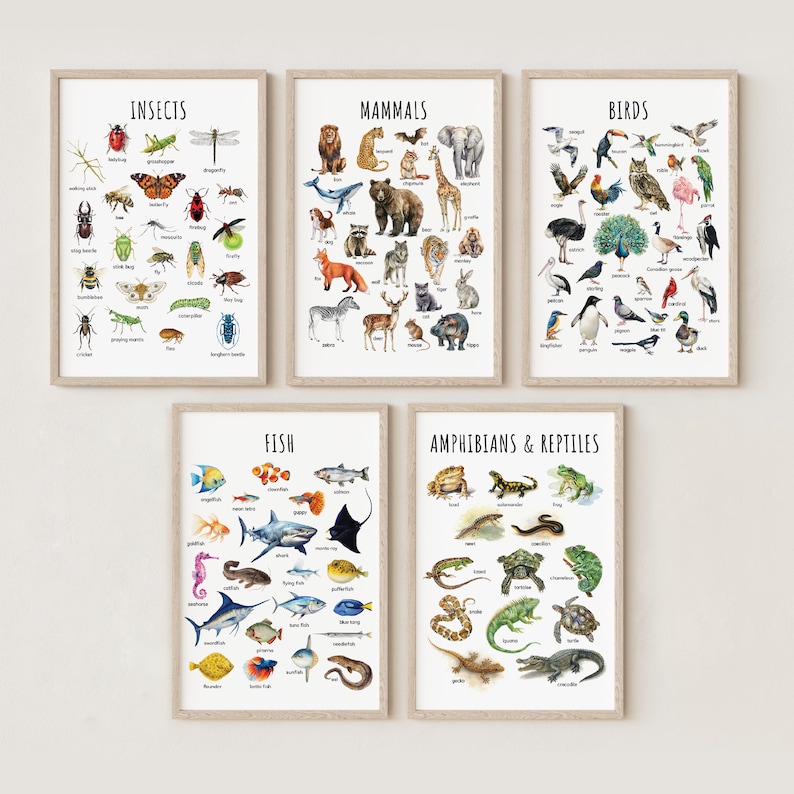Animal Classification Educational Poster – Watercolor Prints for Kids ...