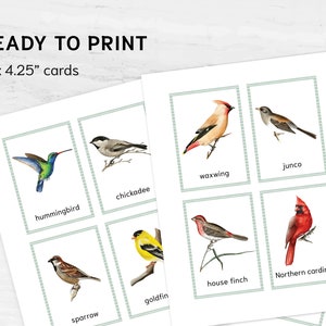 Backyard Birds Printable Flashcards - Montessori Educational Materials ...