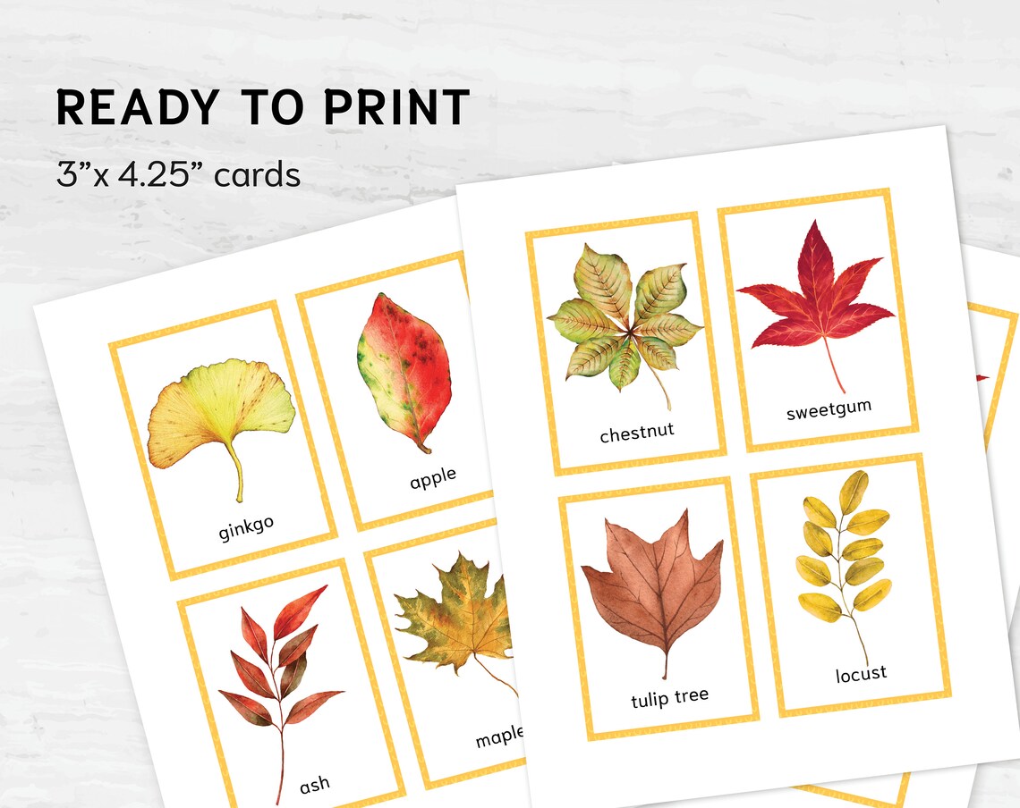 Fall Leaves Identification Cards Printable. Montessori Educational ...