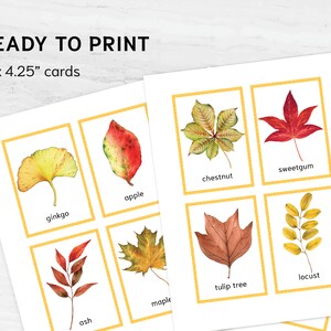 Fall Leaves Identification Cards Printable. Montessori Educational ...