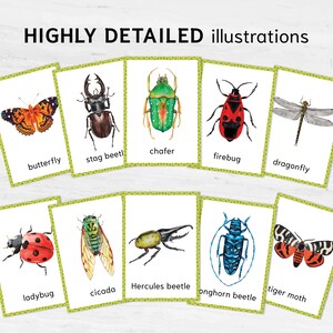Montessori Insects Flash Cards | Printable Watercolor Insect Education ...