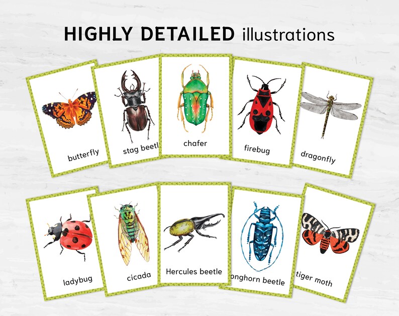 Montessori Insects Flash Cards | Printable Watercolor Insect Education ...