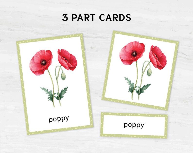 Printable Montessori Flower Flashcards Educational Homeschooling ...